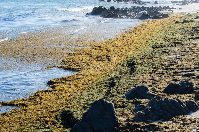 Seaside of a Beach with Lots of Seaweed on the Sand Stock Photo - Image ...