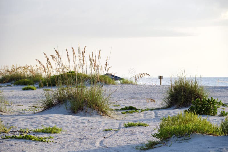 Seaside Beach with Small Sand Dunes and Grassy Vegetation on Warm ...