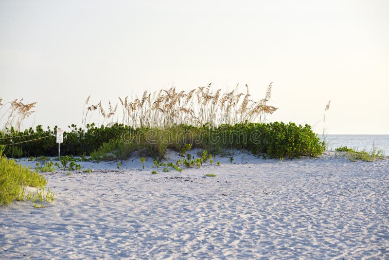 Seaside Beach with Small Sand Dunes and Grassy Vegetation on Warm ...