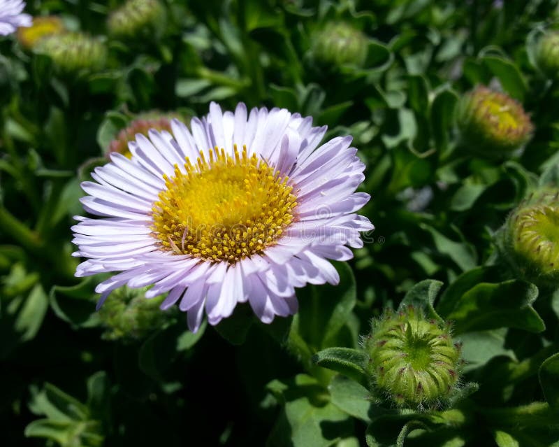 Seaside Daisy stock photo. Image of botany, bright, idyllic - 95367854