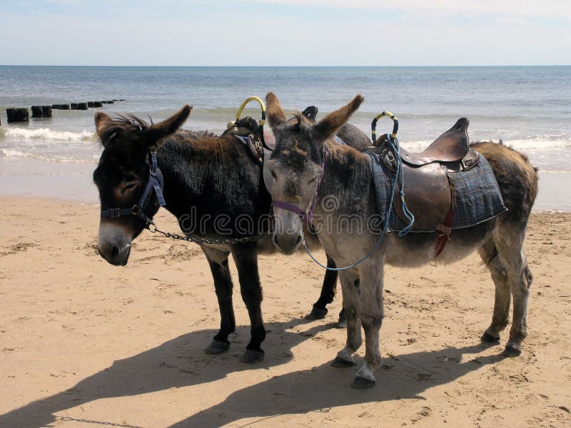 Donkey and sea stock image. Image of rock, beach, donkey - 1909653