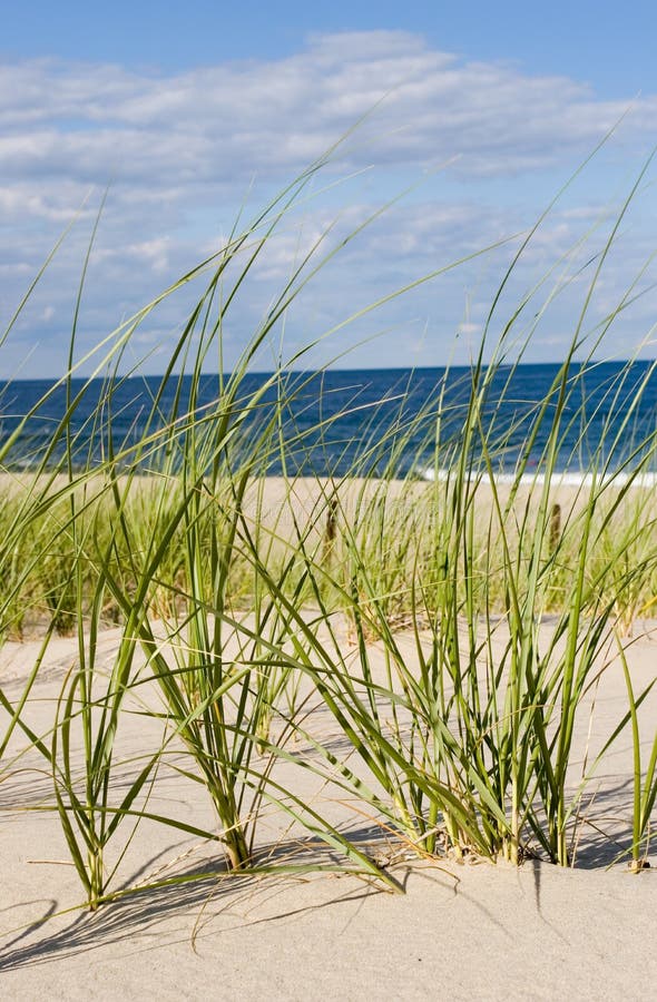 186,621 Ocean Grass Stock Photos - Free & Royalty-Free Stock Photos ...