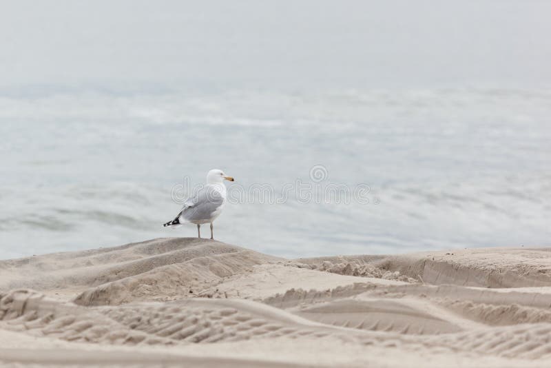 Seaside Heights Seagulls stock photo. Image of coast - 89104410