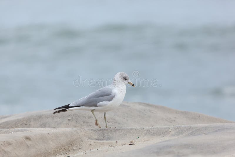 Seaside Heights Seagulls stock photo. Image of wildlife - 89104444
