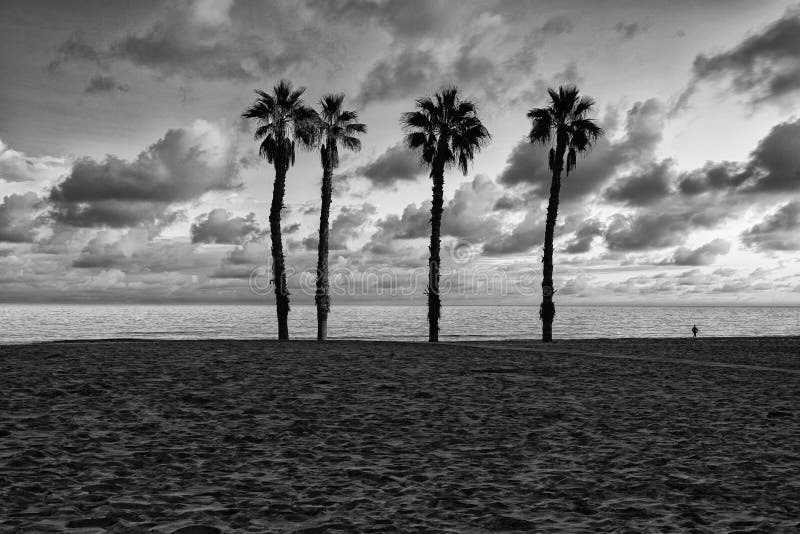 Seaside Landscape Peace and Quiet Sunset and Four Palm Trees on the ...