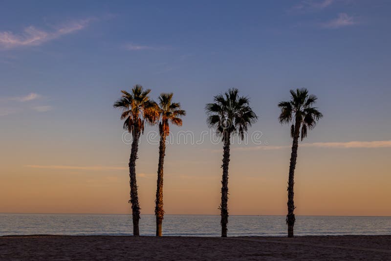 Seaside Landscape Peace and Quiet Sunset and Four Palm Trees on the ...