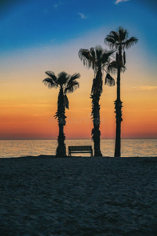 Seaside Landscape Peace and Quiet Sunset and Four Palm Trees on the ...