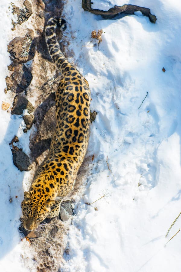 Seaside Leopard, Aggressive Animal Walks on Snowy Ground, Big Beautiful ... Seaside Leopard, Aggressive Animal Walks on Snowy Ground, Big Beautiful ...