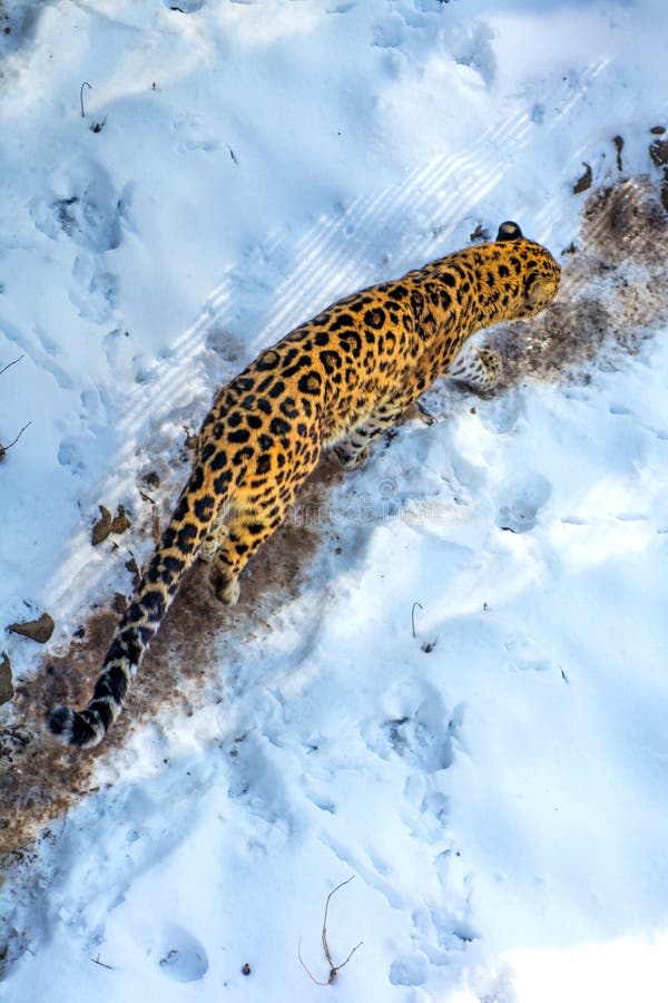 Seaside Leopard, Aggressive Animal Walks on Snowy Ground, Big Beautiful ... Seaside Leopard, Aggressive Animal Walks on Snowy Ground, Big Beautiful ...