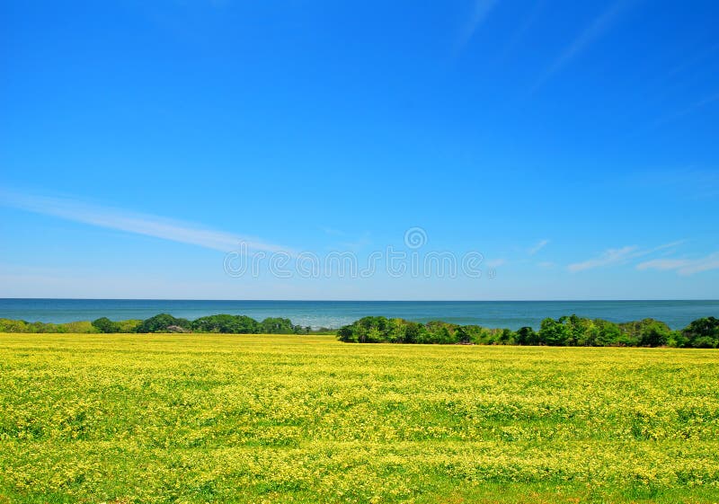 Seaside Meadow stock photo. Image of outdoor, springtime - 2587582
