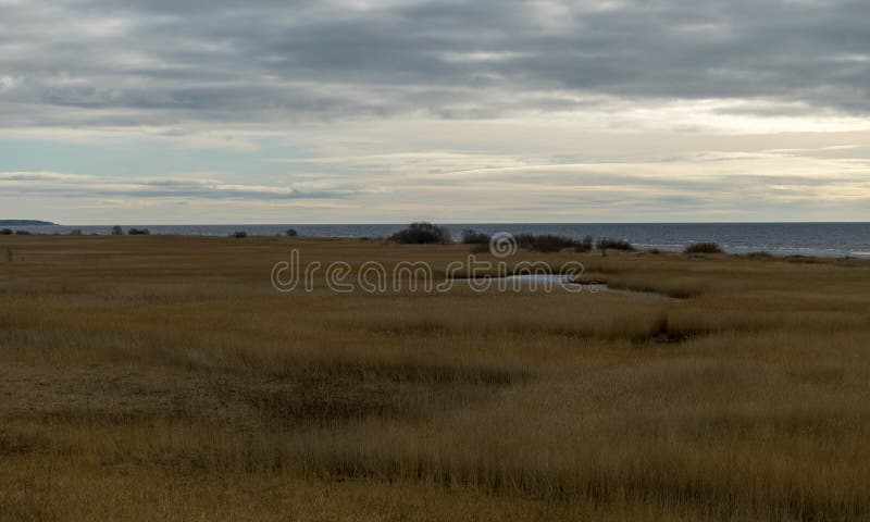 Seaside meadow in spring stock image. Image of landscape - 178747185