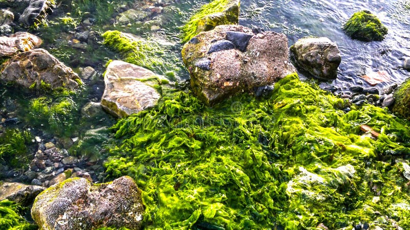 Seaside and mossy rock stock photo. Image of evening - 96924644