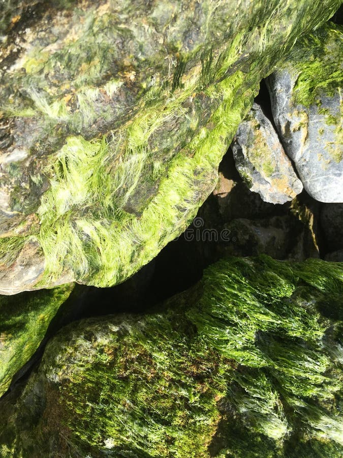 Seaside and mossy rock stock photo. Image of coastline - 96924708