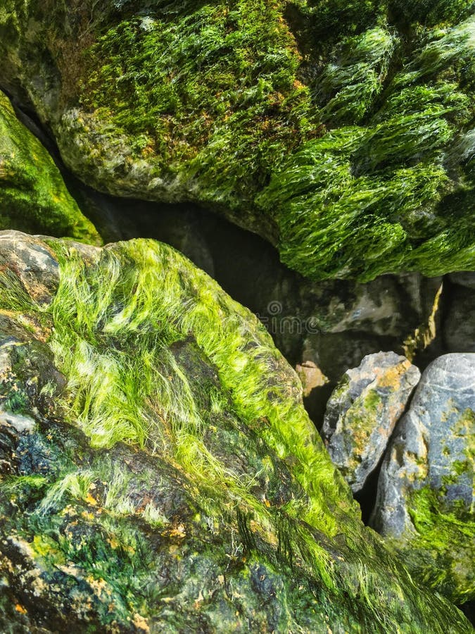 Seaside and mossy rock stock photo. Image of marine, beach - 96924728