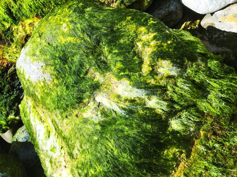 Seaside and mossy rock stock image. Image of environment - 96925097