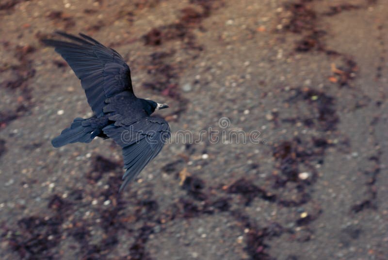 Seaside Raven Flying Over Beach Stock Image - Image of flies, flying ...