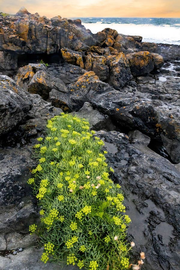 Seaside Rocky Coastline of the Atlantic Ocean in Ireland Stock Image ...
