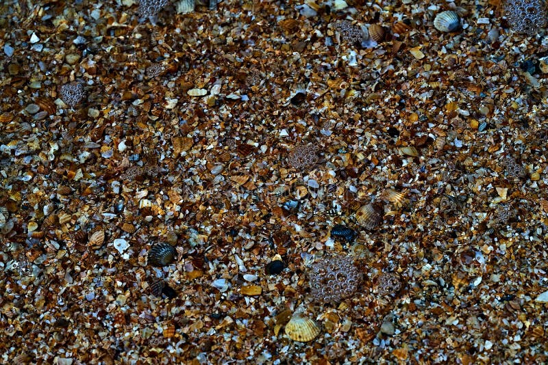 Seaside. Sea bottom stock photo. Image of fanciful, colored - 215616178