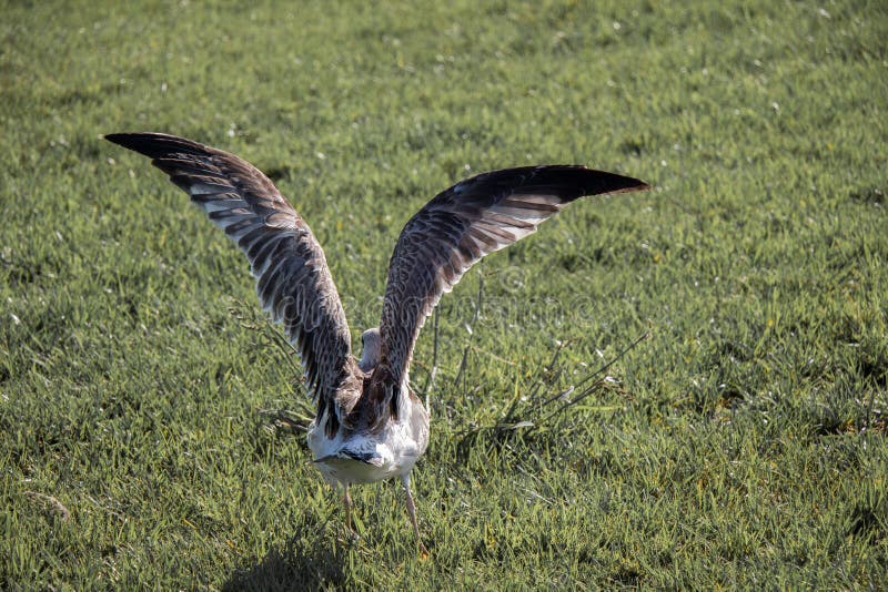 Seaside Seagull Flying on the Green Grass Stock Photo - Image of wings ...
