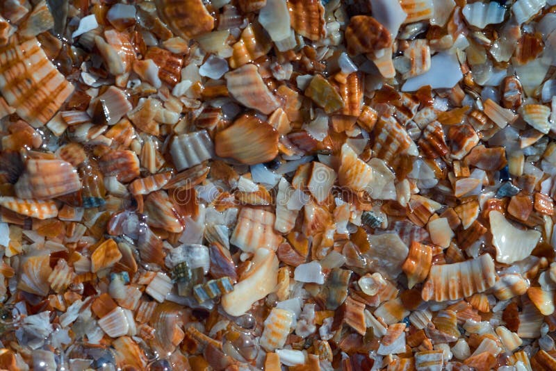 Seaside. Shell Rock. Background Stock Photo - Image of seacoast, foam ...