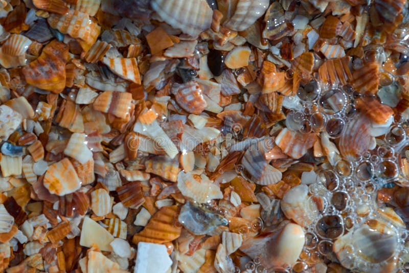 Seaside. Shell Rock. Background Stock Photo - Image of context ...