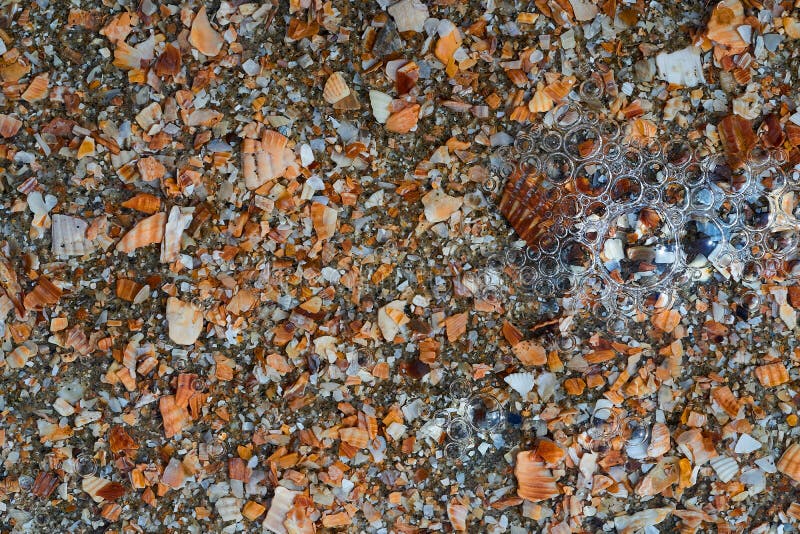 Seaside. Shell Rock. Background Stock Photo - Image of gentle, seashore ...