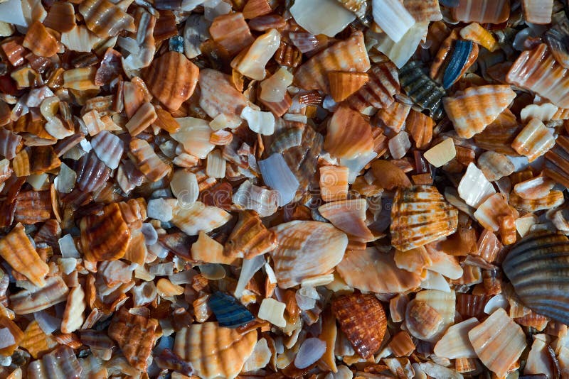 Seaside. Shell Rock. Background Stock Image - Image of seashore ...