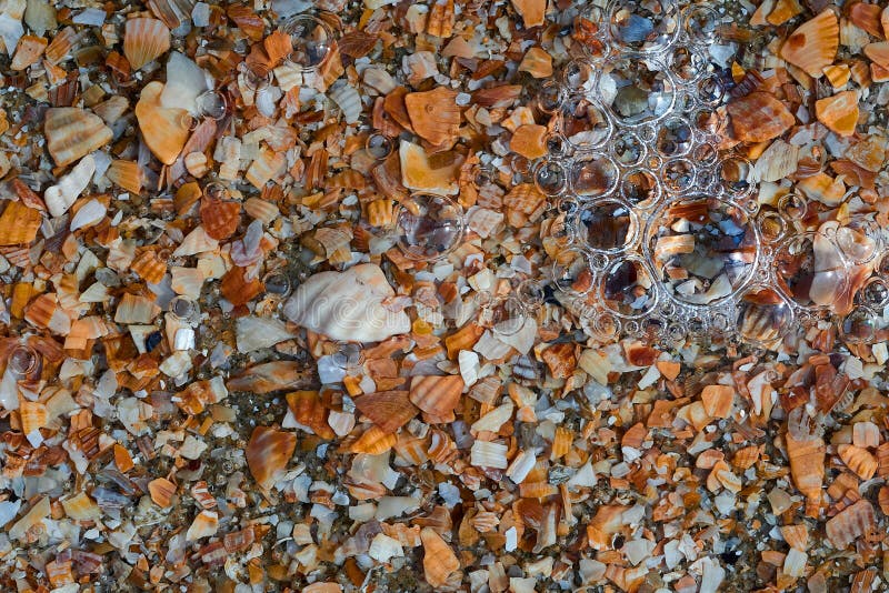 Seaside. Shell Rock. Background Stock Image - Image of field, beach ...