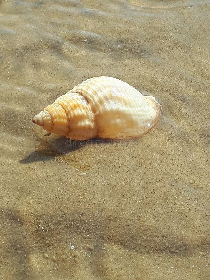 Seaside Shell stock photo. Image of coast, beach, sand - 96568866