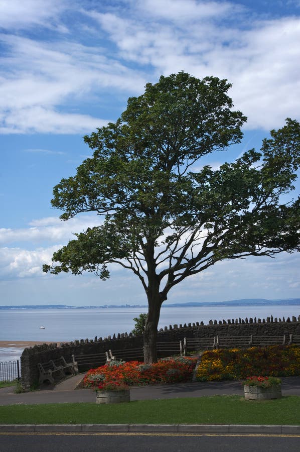 Seaside tree stock photo. Image of nature, exposed, seats - 40177640