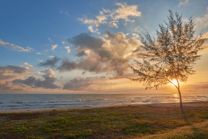 Morning Seaside View of a Tree and Grass Stock Photo - Image of ...