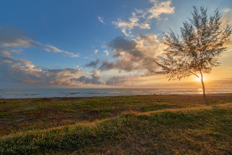 Morning Seaside View of a Tree and Grass Stock Image - Image of purple ...