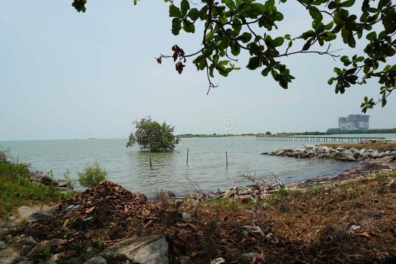 Seaside View with a Tree Growing in the Middle of the Sea Stock Photo ...