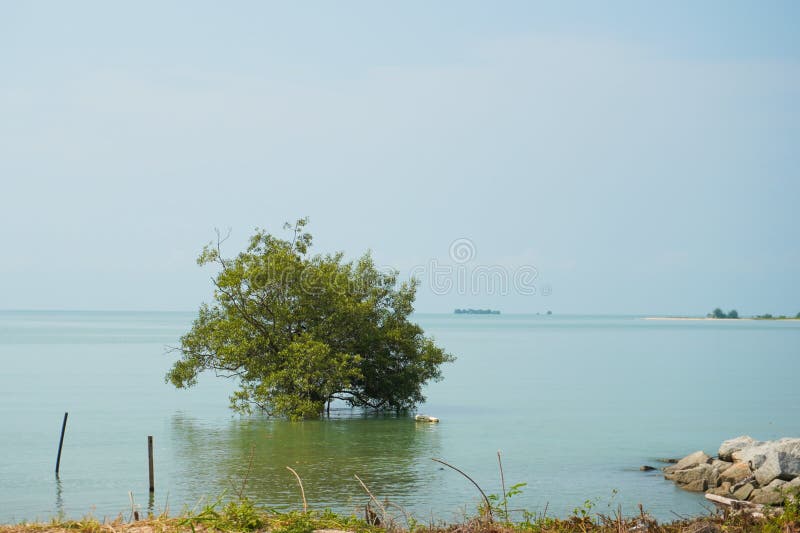 Seaside View with a Tree Growing in the Middle of the Sea Stock Photo ...