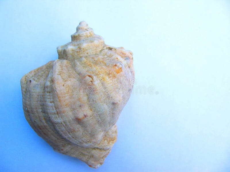 Seasnail shell stock image. Image of seashell, ocean, shell - 50077