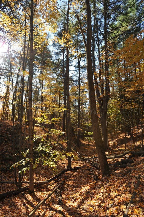 Season changing stock image. Image of leaves, autumn - 12182863