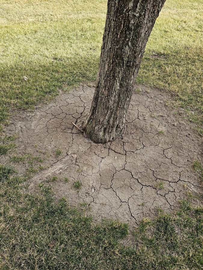 Season of Drought with Dry Soil Around Base of Tree Stock Photo - Image ...