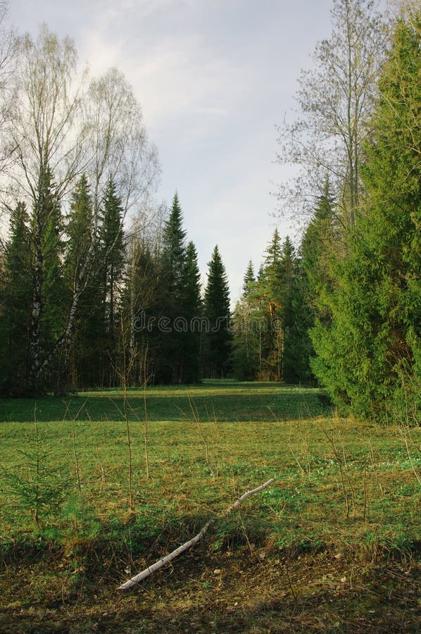 Season Field Ravine Forest Vegetation Trees Stock Photo - Image of ...