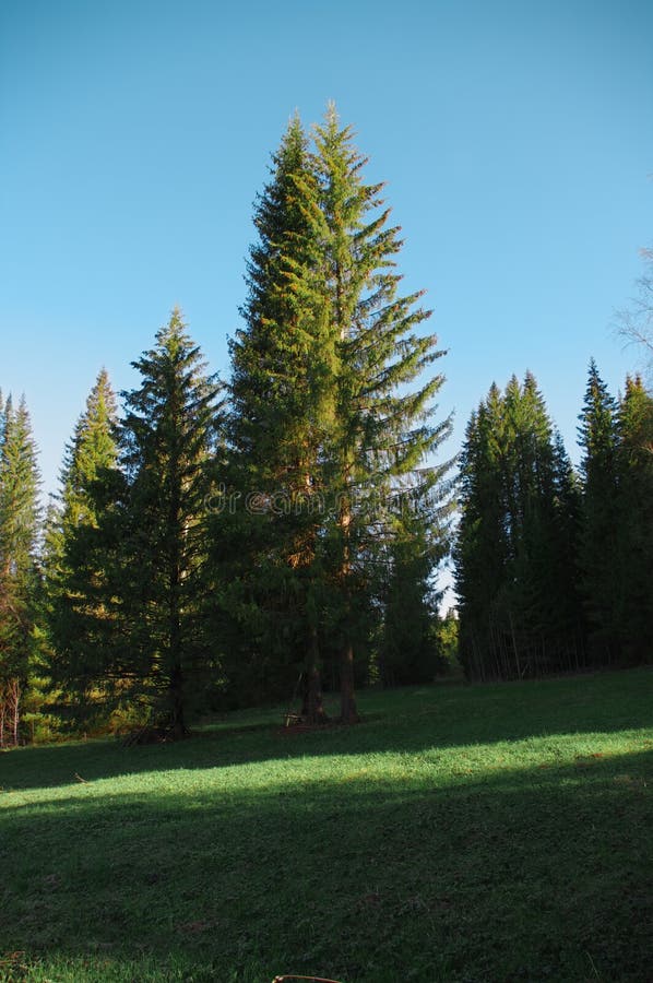 Season forest glade tree stock photo. Image of trees - 93525042