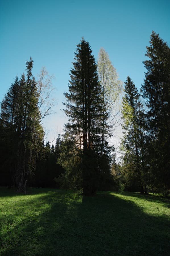 Season Forest Glade Wood Tree, Backlight Stock Photo - Image of dawn ...