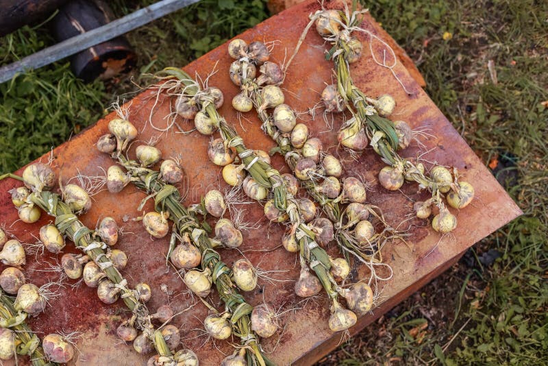 Season of Harvest, Plaited Onions on a Rusty Background, Braided Stock ...