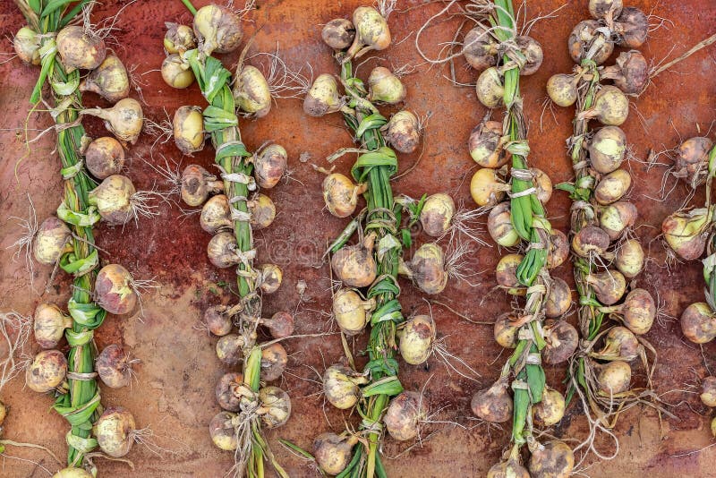 Season of Harvest, Plaited Onions on a Rusty Background, Braided Stock ...