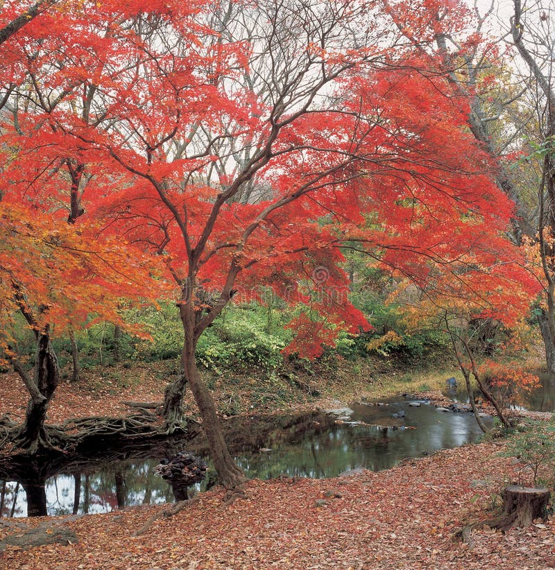 Season stock image. Image of season, desert, leaf, autumn - 81586167