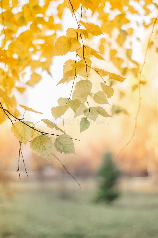 Season, Nature and Environment Concept - Autumn Tree Branch in Forest ...