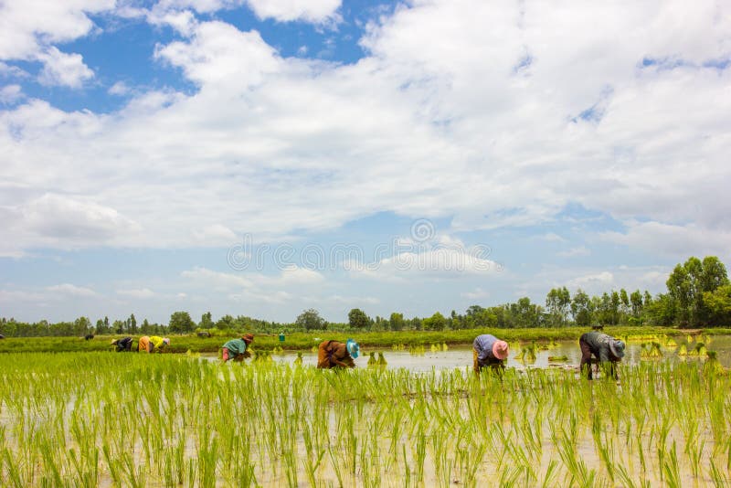 Rice Farmers in Songkhla Province, Thailand. Editorial Image - Image of ...
