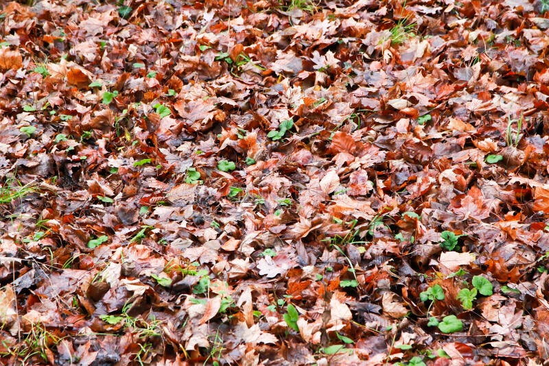 The Season of the Rusty Leaves Stock Photo - Image of fall, yellow ...