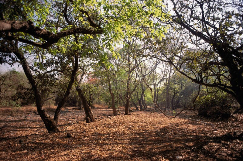Season Spring Forest Trees Jungle Stock Photo - Image of forests ...