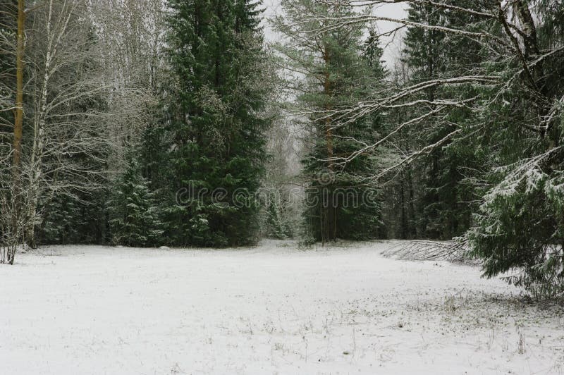 Season Spring Weather Snow Forest Stock Image - Image of snow, nature ...