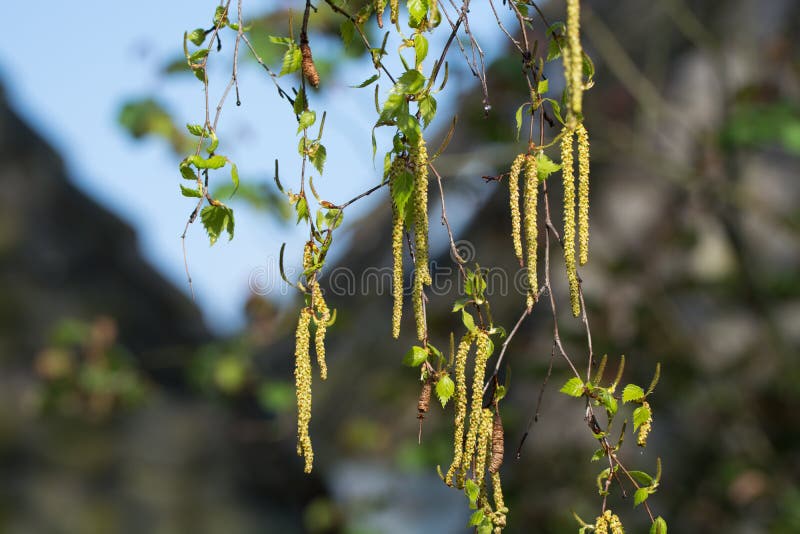 Seasonal Allergy - Birch Tree Blossom, Pollen Stock Image - Image of ...