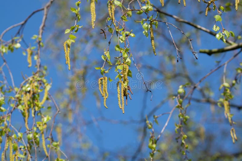 Seasonal Allergy - Birch Tree Blossom, Pollen Stock Image - Image of ...